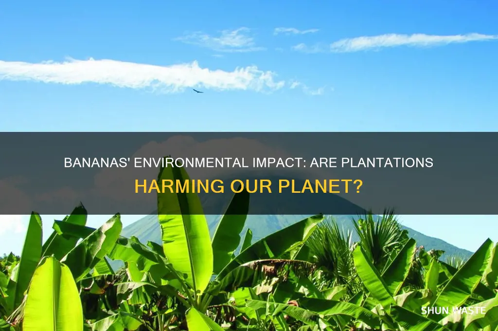Bananas' Environmental Impact: Are Plantations Harming Our Planet ...