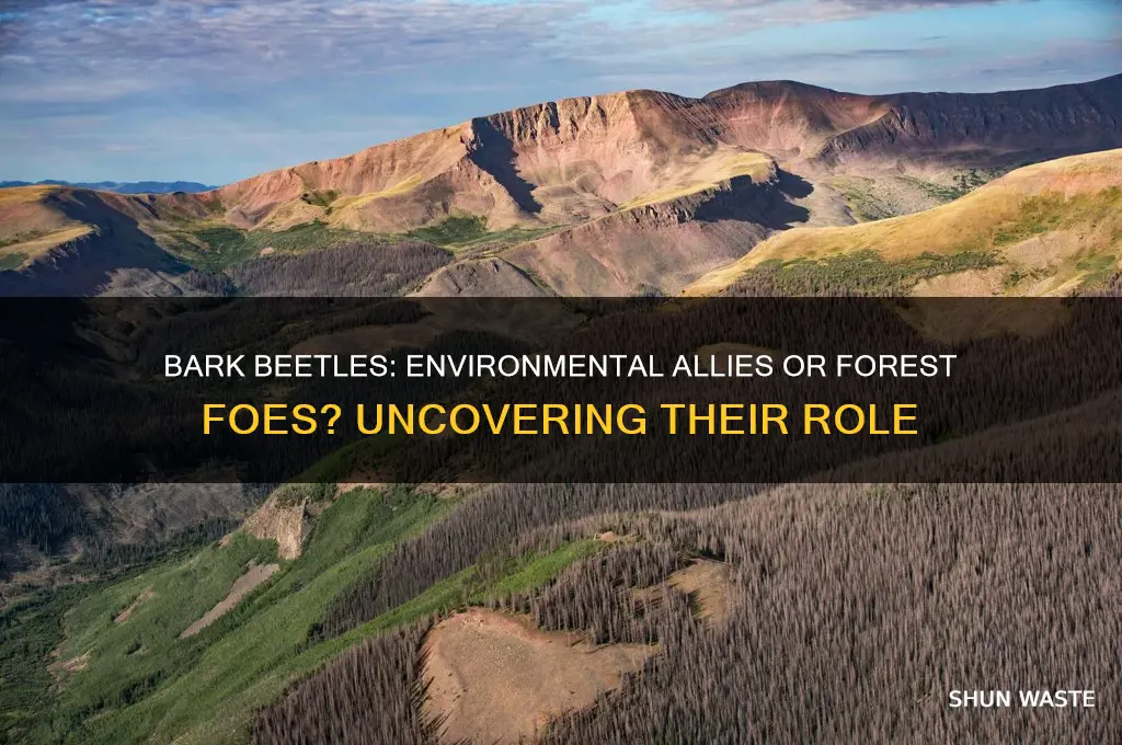 Bark Beetles: Environmental Allies Or Forest Foes? Uncovering Their ...