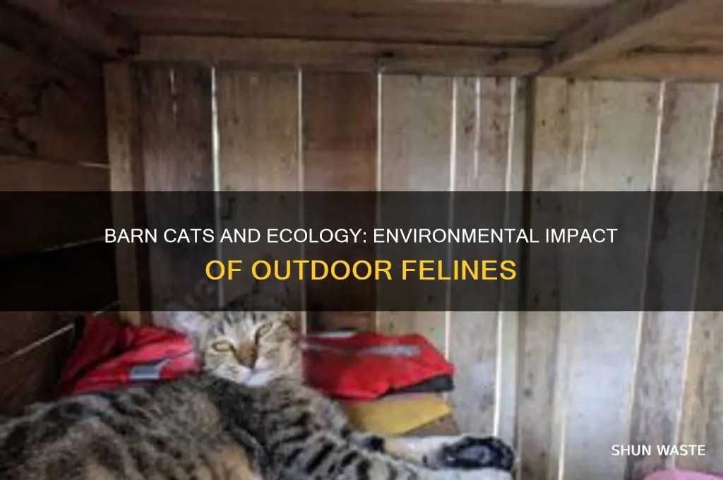 Barn Cats And Ecology: Environmental Impact Of Outdoor Felines | ShunWaste