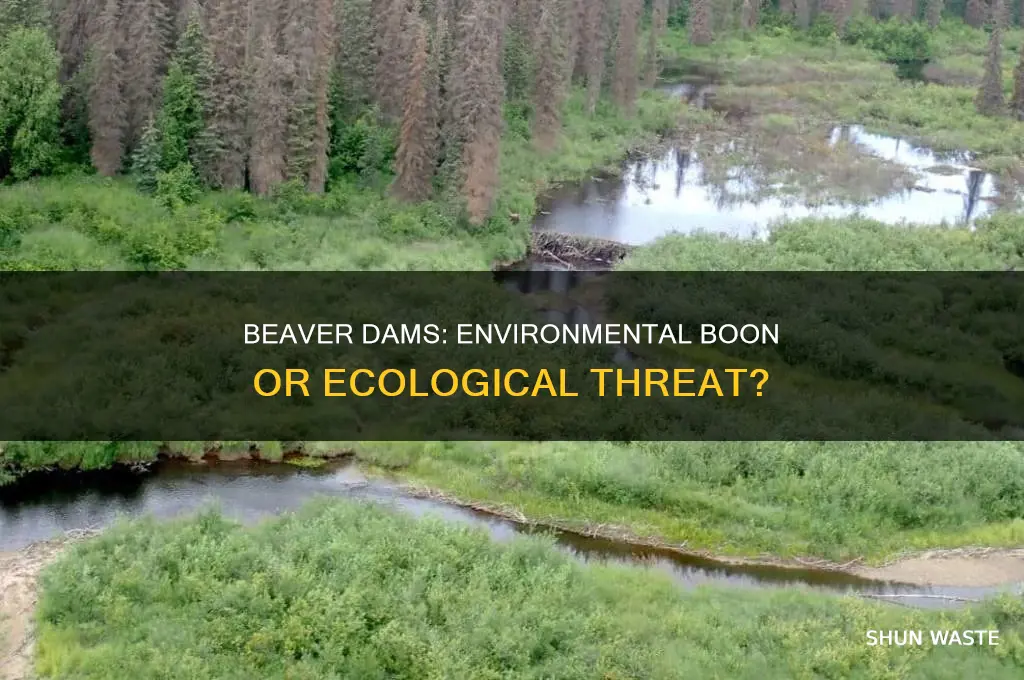 Beaver Dams: Environmental Boon Or Ecological Threat? | ShunWaste