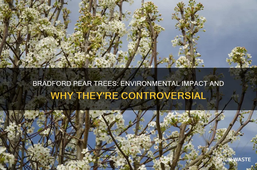 Bradford Pear Trees: Environmental Impact And Why They're Controversial ...