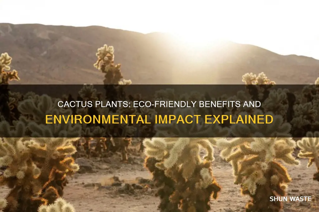 Cactus Plants: Eco-Friendly Benefits And Environmental Impact Explained ...