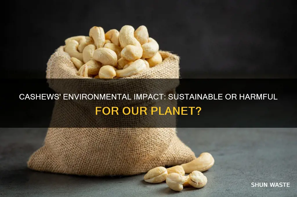 Cashews' Environmental Impact: Sustainable Or Harmful For Our Planet ...