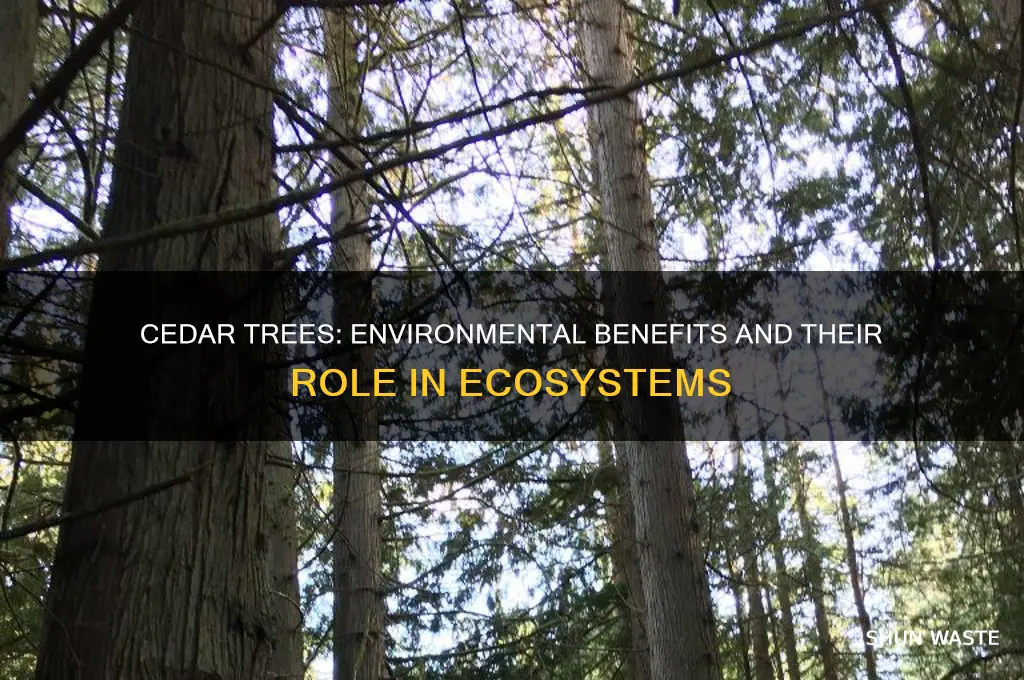 Cedar Trees: Environmental Benefits And Their Role In Ecosystems ...