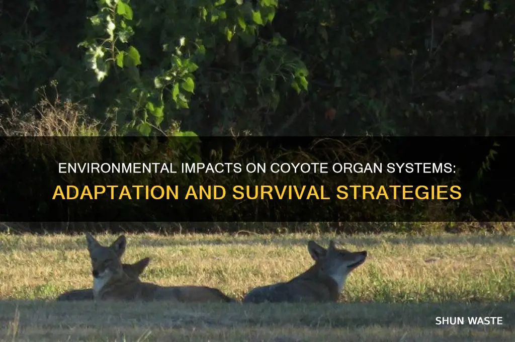 Environmental Impacts On Coyote Organ Systems: Adaptation And Survival ...