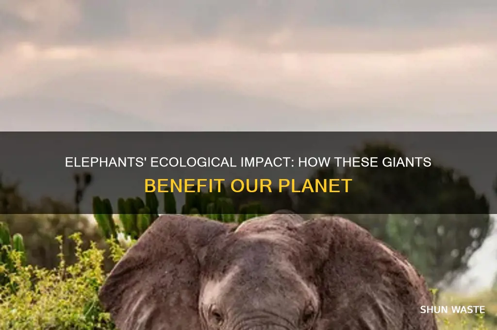 Elephants' Ecological Impact: How These Giants Benefit Our Planet ...