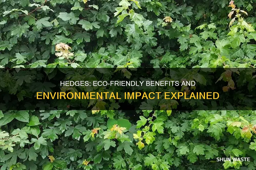Hedges: Eco-Friendly Benefits And Environmental Impact Explained ...