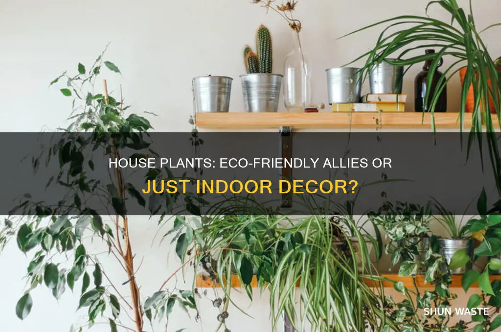 House Plants: Eco-Friendly Allies Or Just Indoor Decor? | ShunWaste