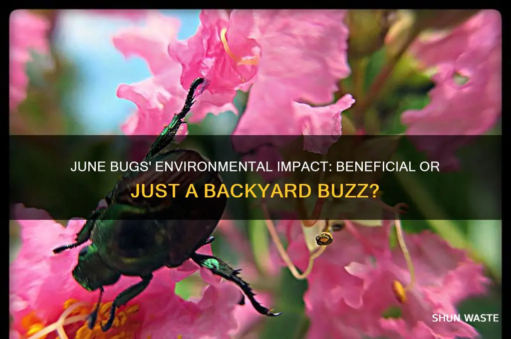 June Bugs' Environmental Impact: Beneficial Or Just A Backyard Buzz ...