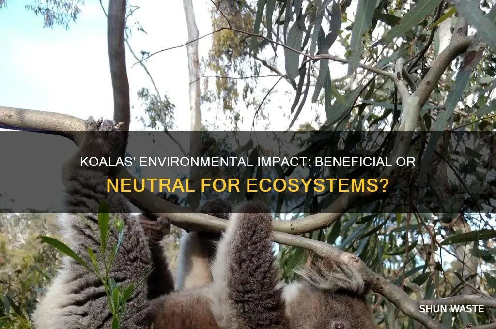 Koalas' Environmental Impact: Beneficial Or Neutral For Ecosystems ...