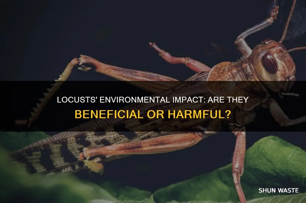 Locusts' Environmental Impact: Are They Beneficial Or Harmful? | ShunWaste