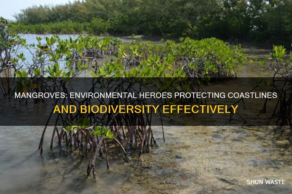 Mangroves: Environmental Heroes Protecting Coastlines And Biodiversity ...