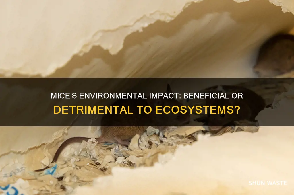 Mice's Environmental Impact: Beneficial Or Detrimental To Ecosystems ...