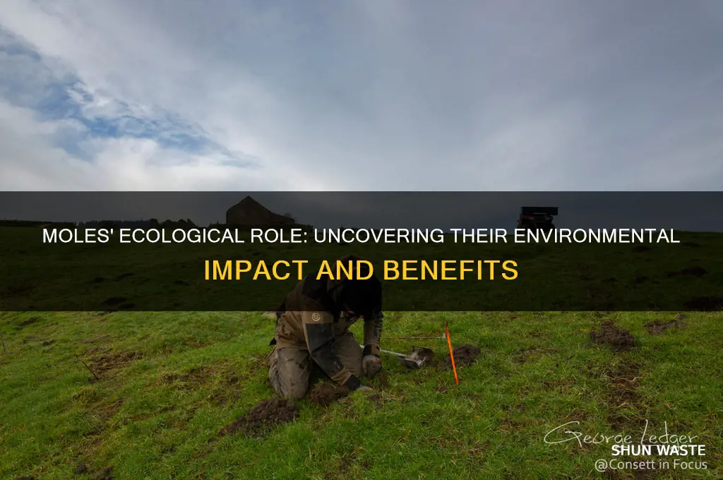Moles' Ecological Role: Uncovering Their Environmental Impact And ...