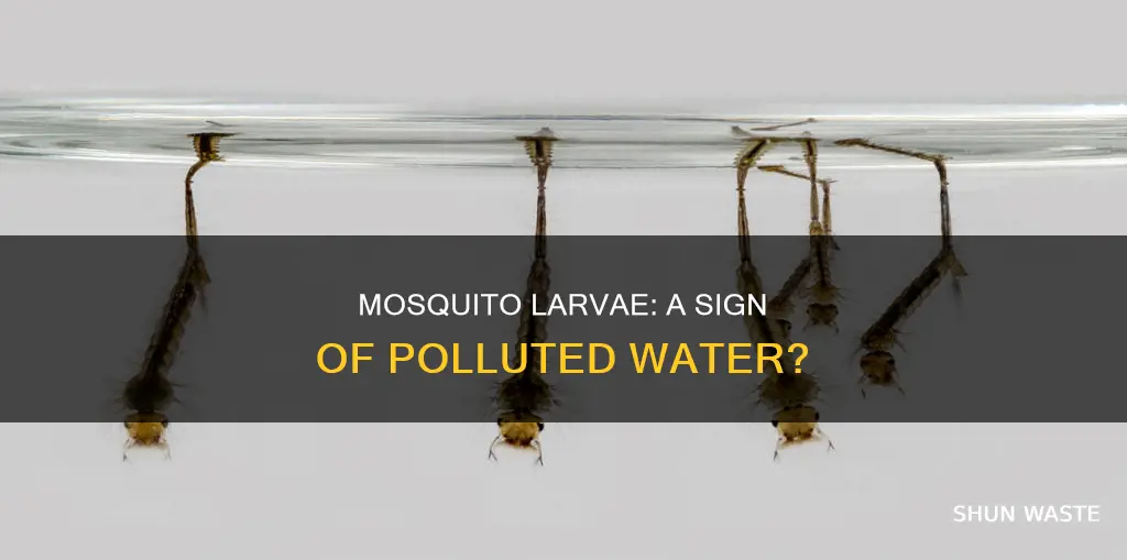 Mosquito Larvae: A Sign Of Polluted Water? | ShunWaste