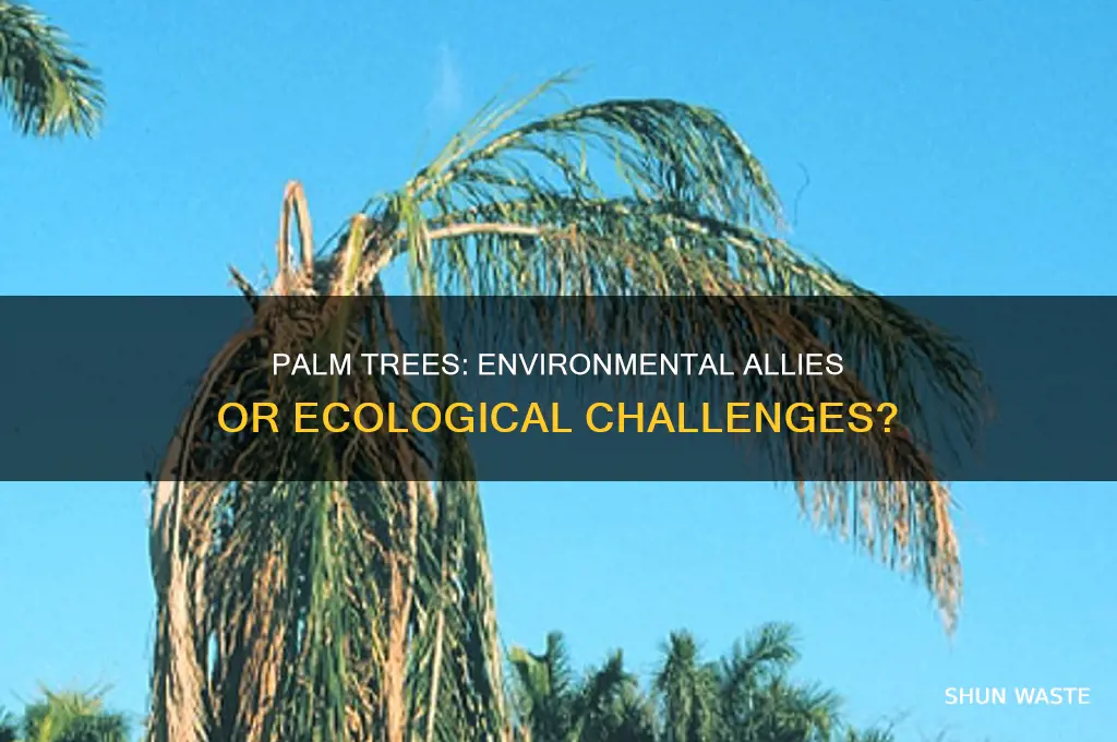 Palm Trees: Environmental Allies Or Ecological Challenges? | ShunWaste