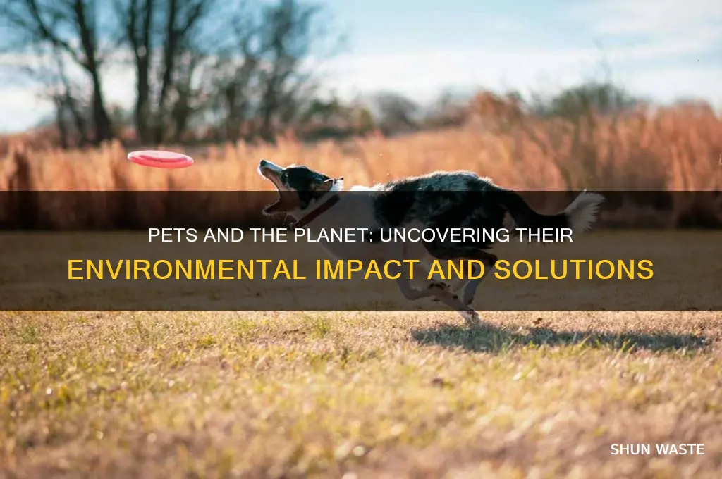 Pets And The Planet: Uncovering Their Environmental Impact And ...