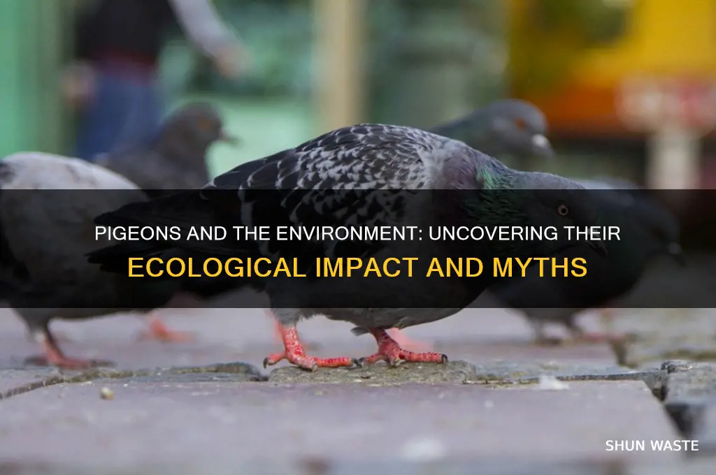 Pigeons And The Environment: Uncovering Their Ecological Impact And ...