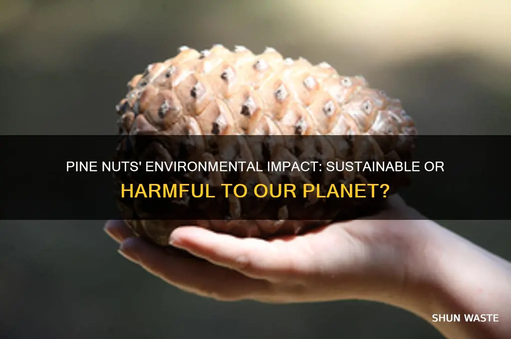 Pine Nuts' Environmental Impact: Sustainable Or Harmful To Our Planet ...
