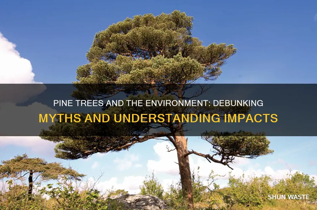 Pine Trees And The Environment: Debunking Myths And Understanding ...