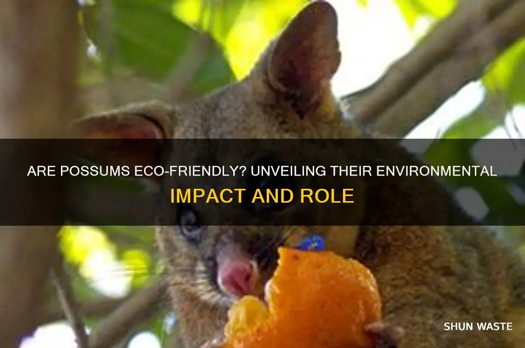 Are Possums Eco-Friendly? Unveiling Their Environmental Impact And Role ...