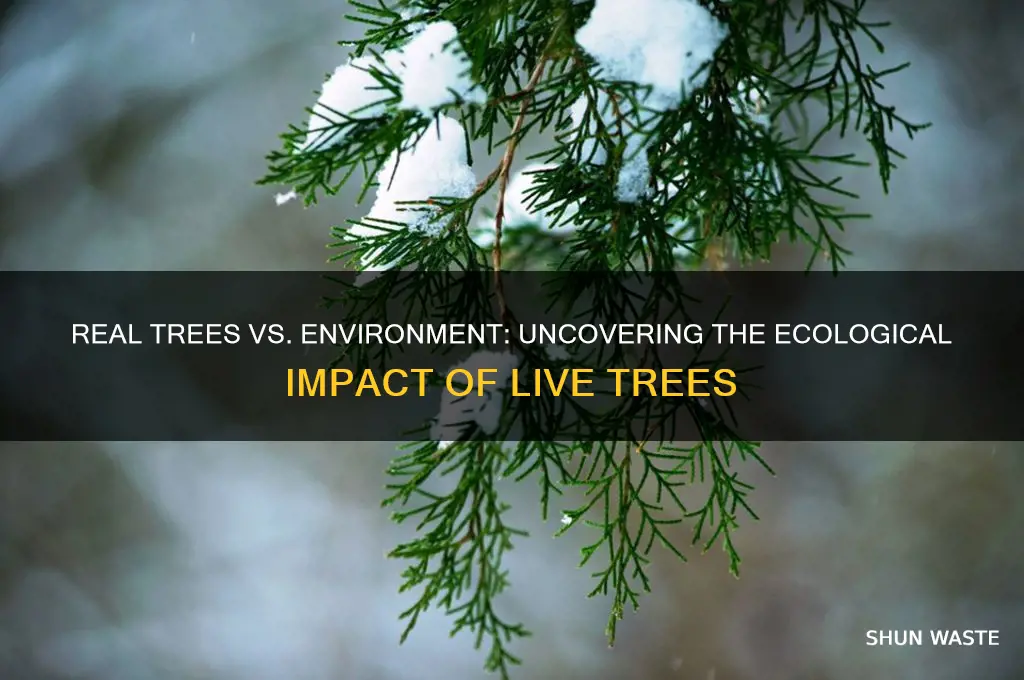 Real Trees Vs. Environment: Uncovering The Ecological Impact Of Live ...