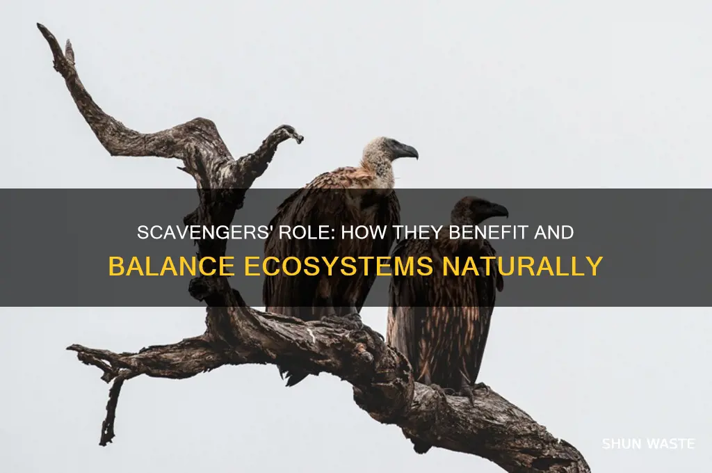 Scavengers' Role: How They Benefit And Balance Ecosystems Naturally ...