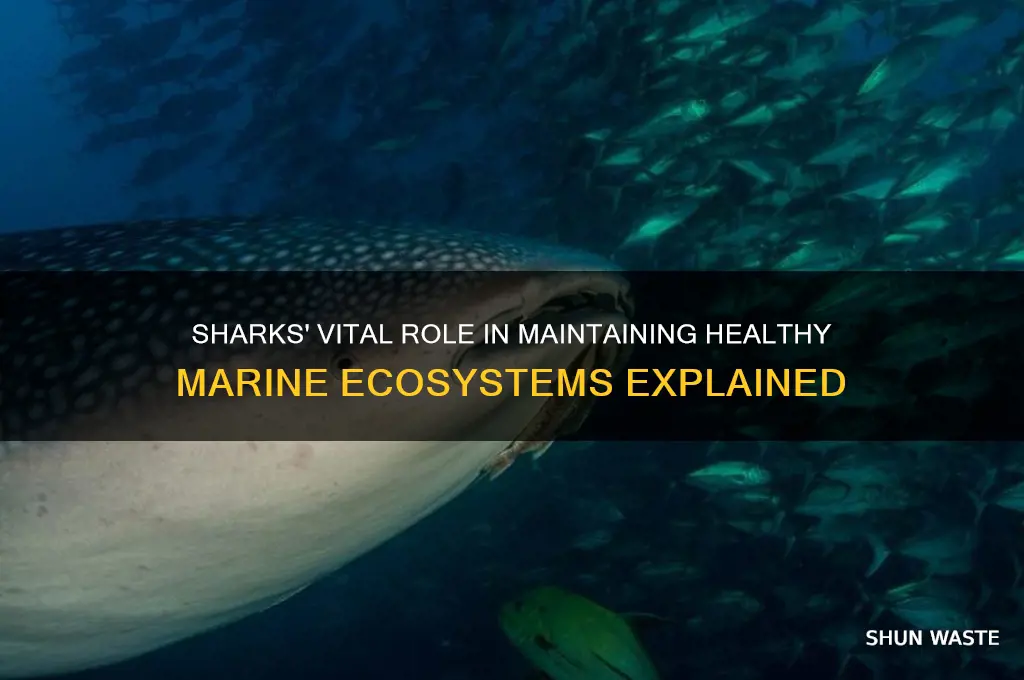 Sharks' Vital Role In Maintaining Healthy Marine Ecosystems Explained ...