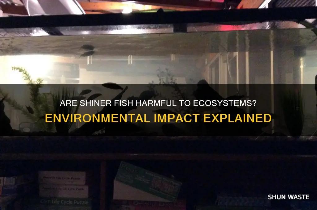 Are Shiner Fish Harmful To Ecosystems? Environmental Impact Explained ...