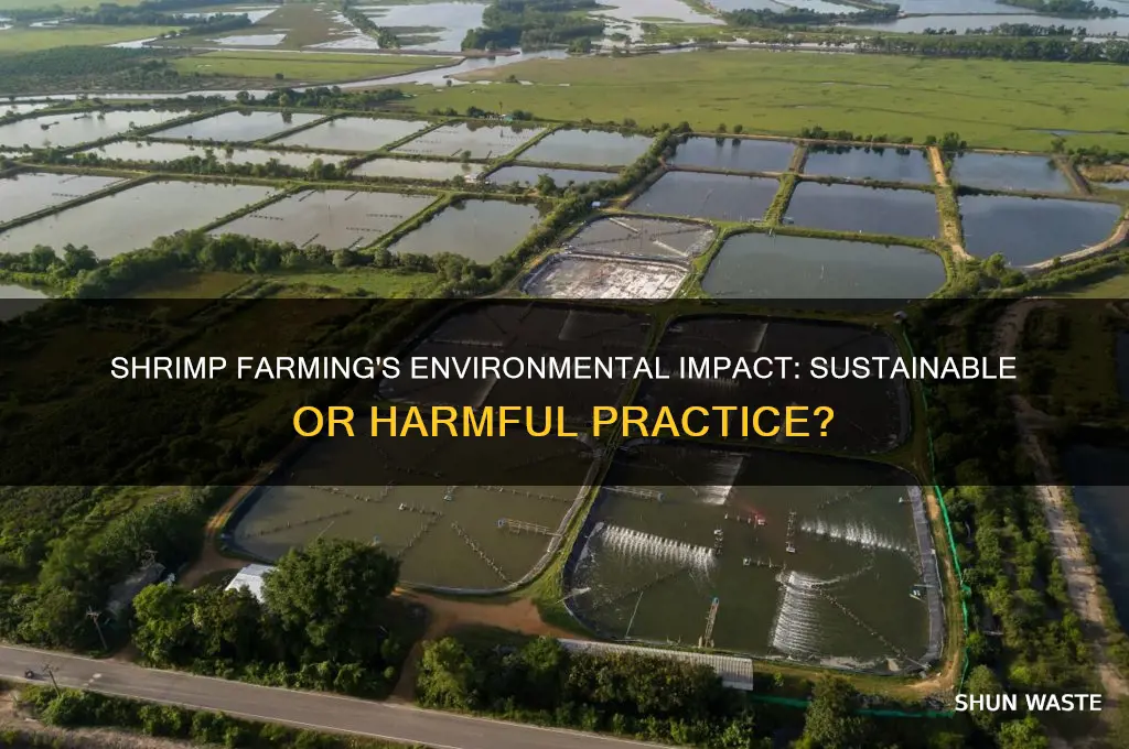 Shrimp Farming's Environmental Impact: Sustainable Or Harmful Practice ...