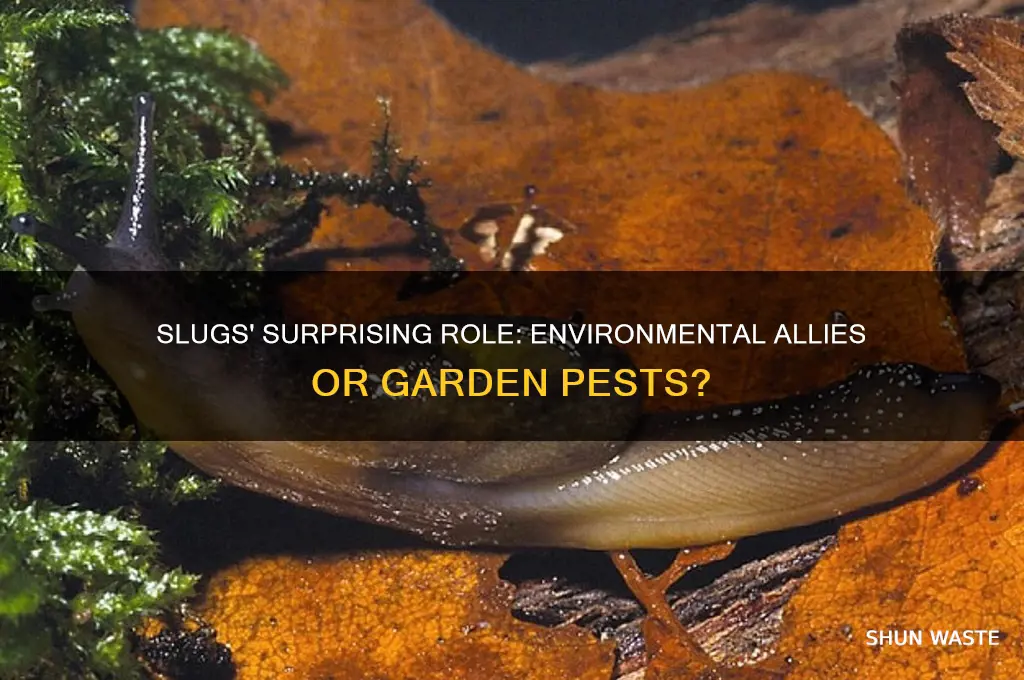 Slugs' Surprising Role: Environmental Allies Or Garden Pests? | ShunWaste