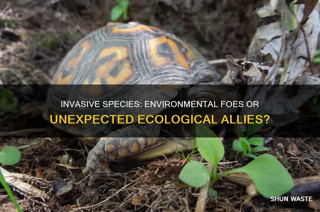Invasive Species: Environmental Foes Or Unexpected Ecological Allies ...