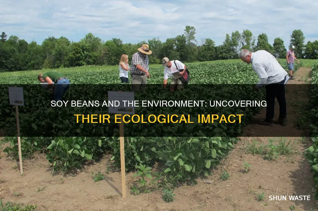 Soy Beans And The Environment: Uncovering Their Ecological Impact ...