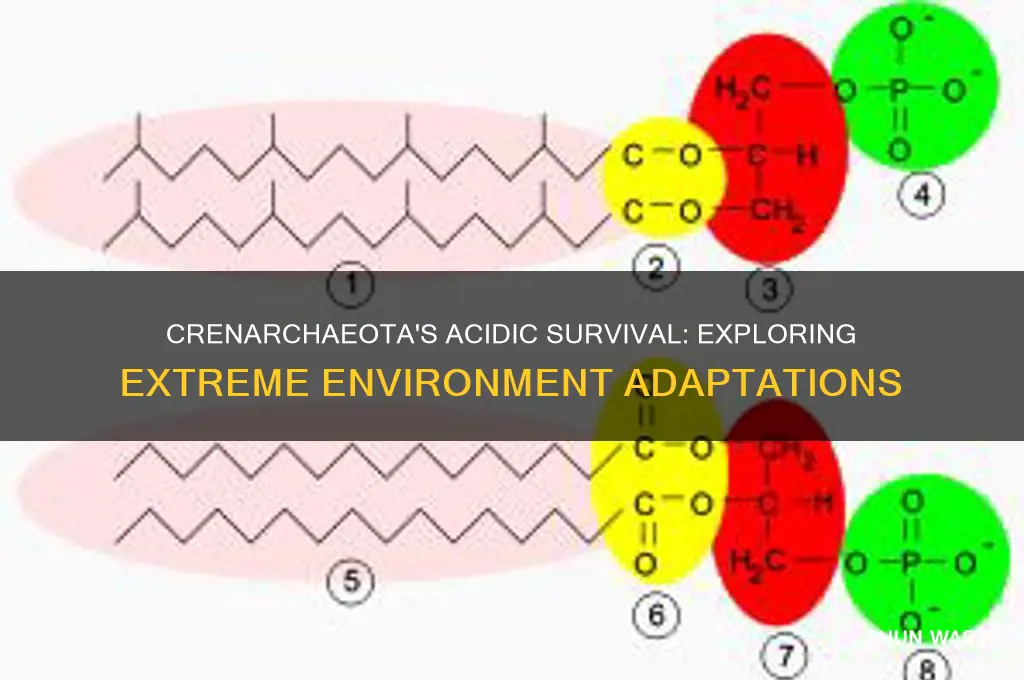 Crenarchaeota's Acidic Survival: Exploring Extreme Environment ...
