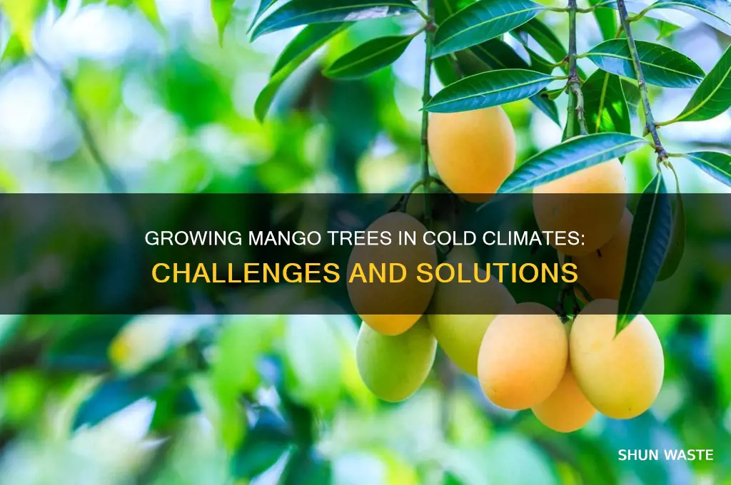 Growing Mango Trees In Cold Climates: Challenges And Solutions | ShunWaste