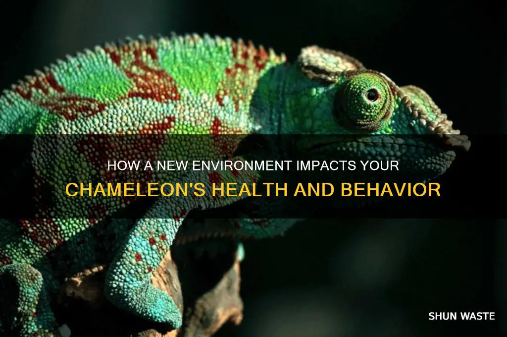 How A New Environment Impacts Your Chameleon's Health And Behavior ...