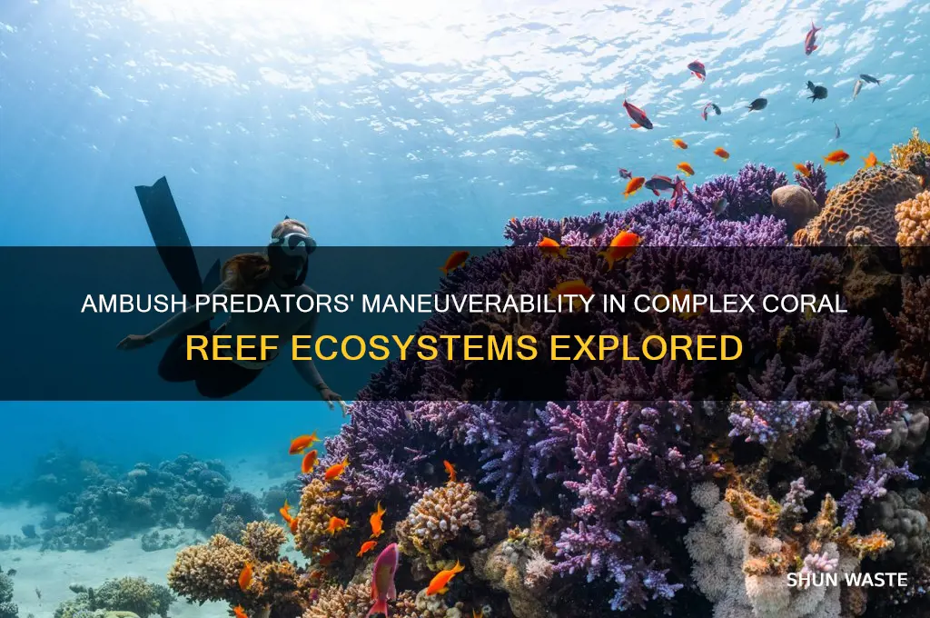 Ambush Predators' Maneuverability In Complex Coral Reef Ecosystems ...
