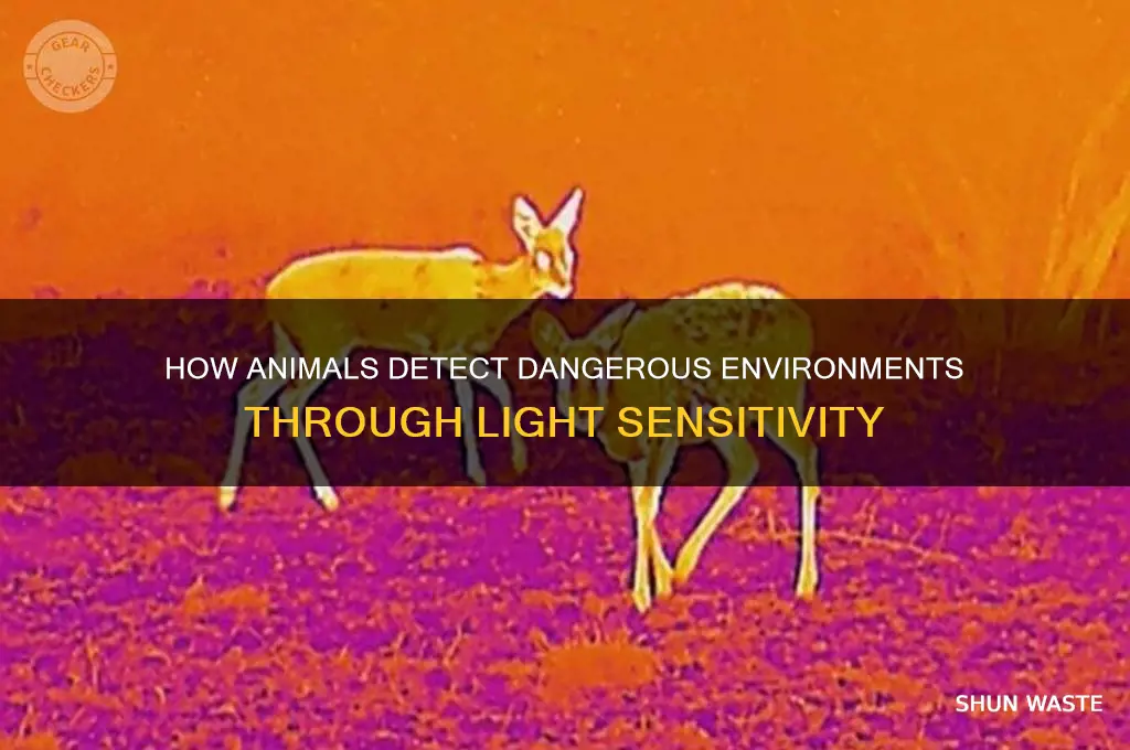 How Animals Detect Dangerous Environments Through Light Sensitivity ...