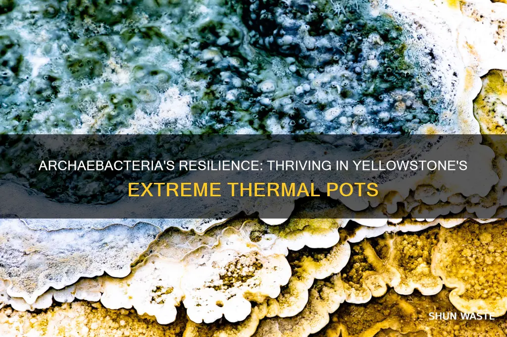 Archaebacteria's Resilience: Thriving In Yellowstone's Extreme Thermal ...
