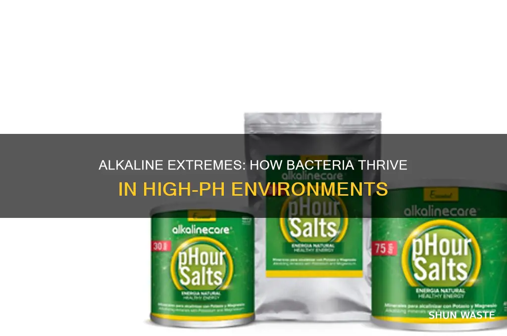 Alkaline Extremes: How Bacteria Thrive In High-Ph Environments | ShunWaste