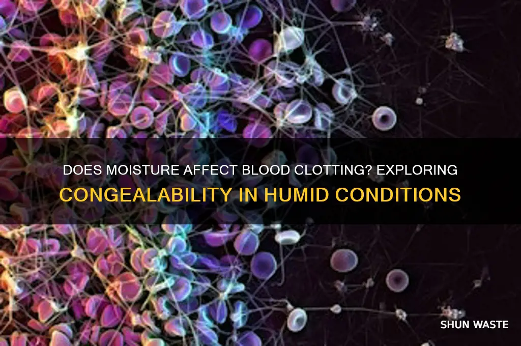 Does Moisture Affect Blood Clotting? Exploring Congealability In Humid ...