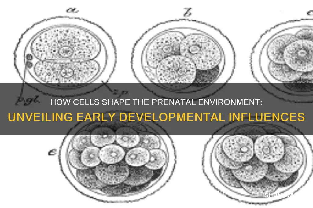 How Cells Shape The Prenatal Environment: Unveiling Early Developmental ...