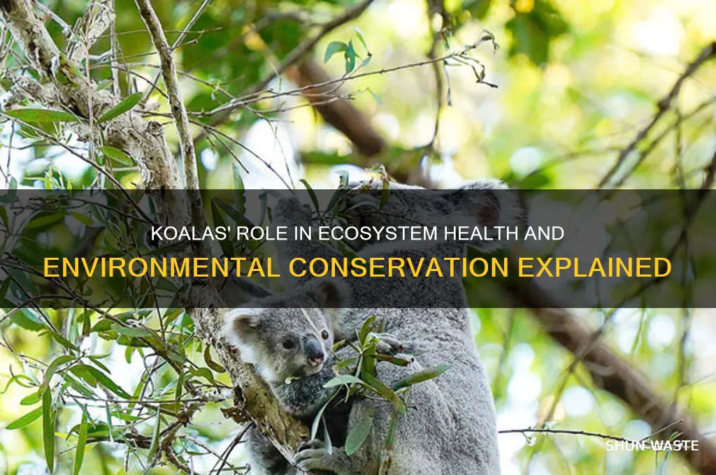 Koalas' Role In Ecosystem Health And Environmental Conservation ...