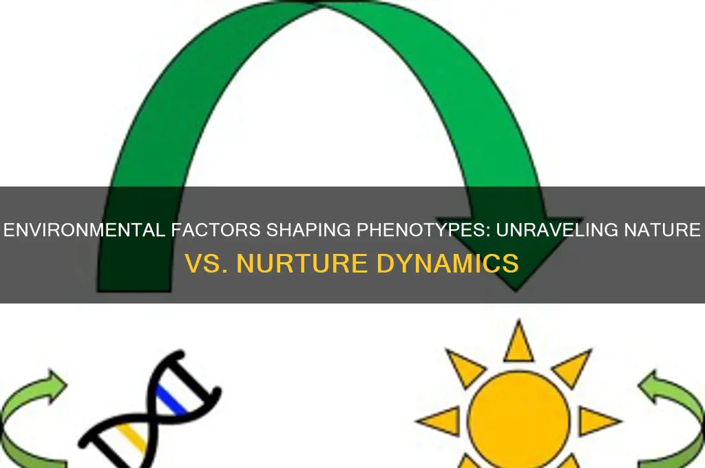 Environmental Factors Shaping Phenotypes: Unraveling Nature Vs. Nurture ...