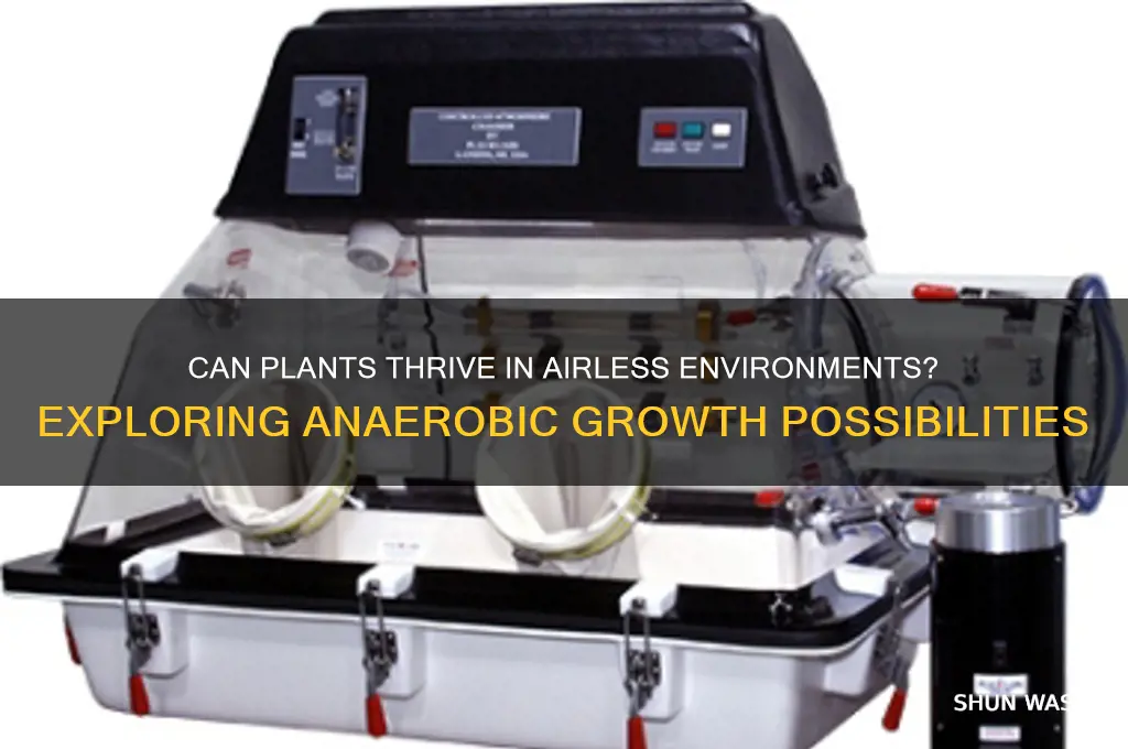Can Plants Thrive In Airless Environments? Exploring Anaerobic Growth ...
