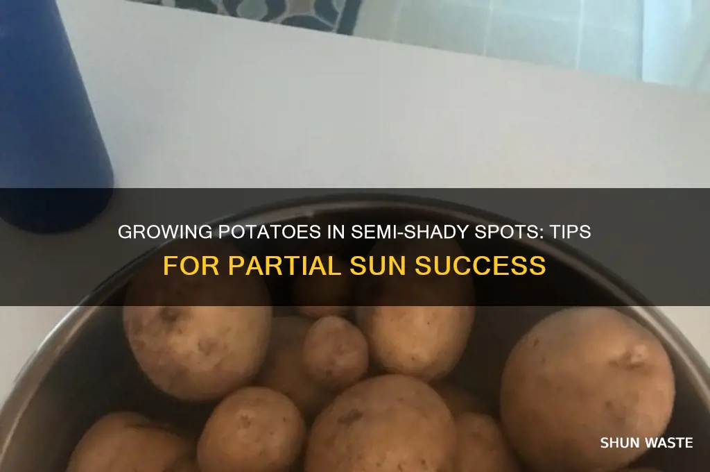 Growing Potatoes In Semi-Shady Spots: Tips For Partial Sun Success ...