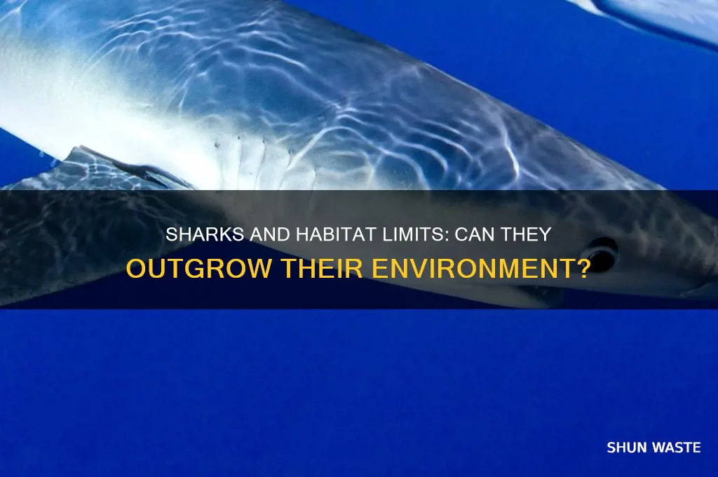 Sharks And Habitat Limits: Can They Outgrow Their Environment? | ShunWaste