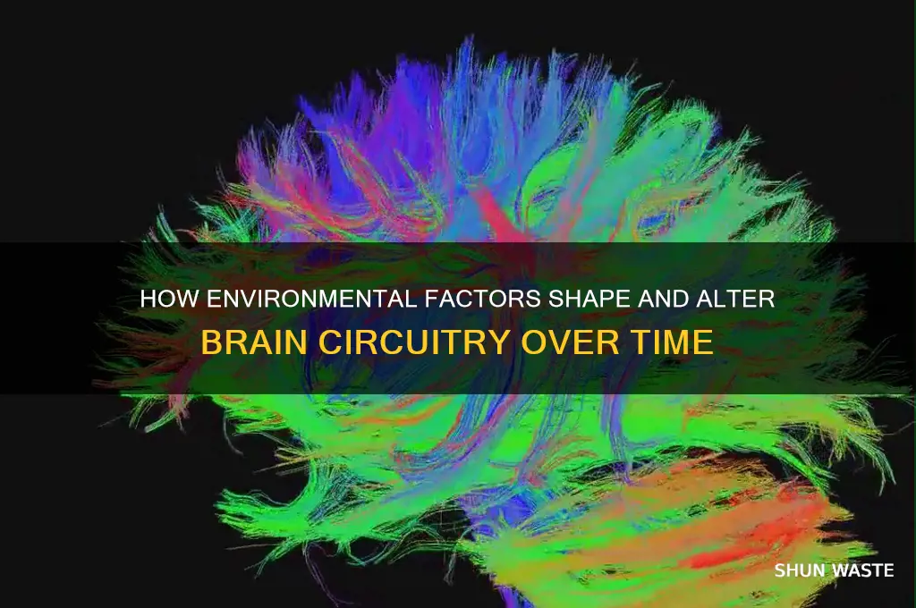 How Environmental Factors Shape And Alter Brain Circuitry Over Time ...