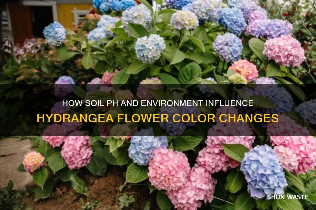 How Soil Ph And Environment Influence Hydrangea Flower Color Changes ...