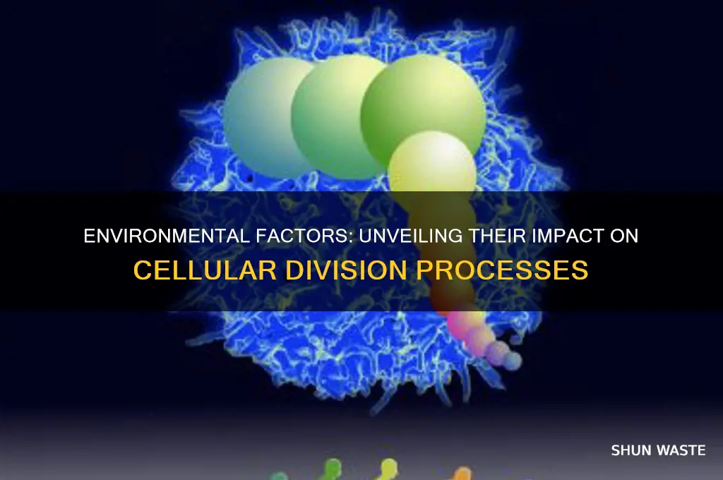 Environmental Factors: Unveiling Their Impact On Cellular Division ...